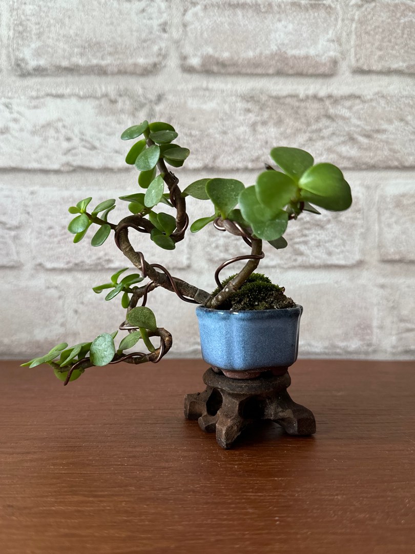Miniature jade plant bonsai in ceramic mini pot, Furniture & Home ...