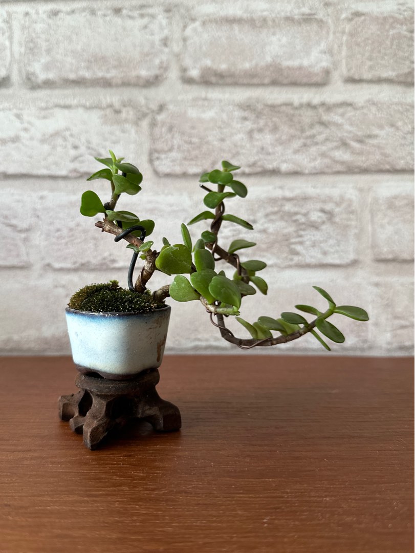 Miniature jade plant bonsai in ceramic mini pot, Furniture & Home ...