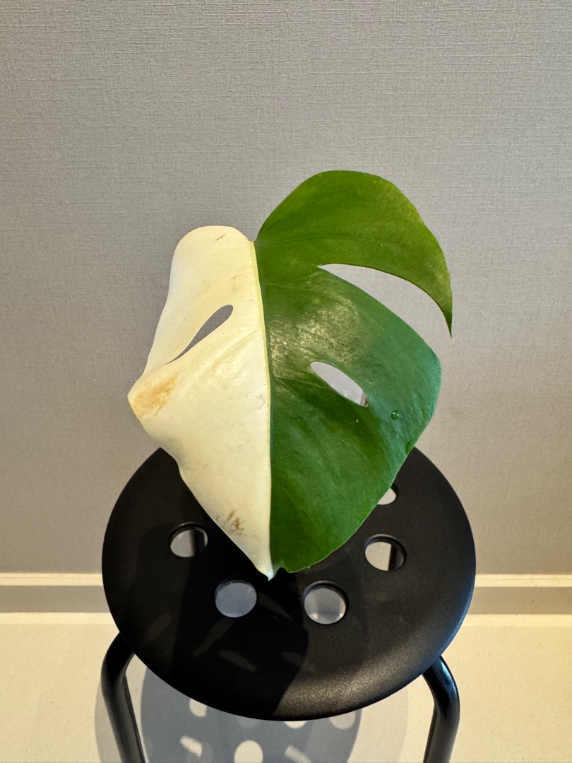 Monstera Brazilian Mint Variegated, Furniture & Home Living, Gardening ...