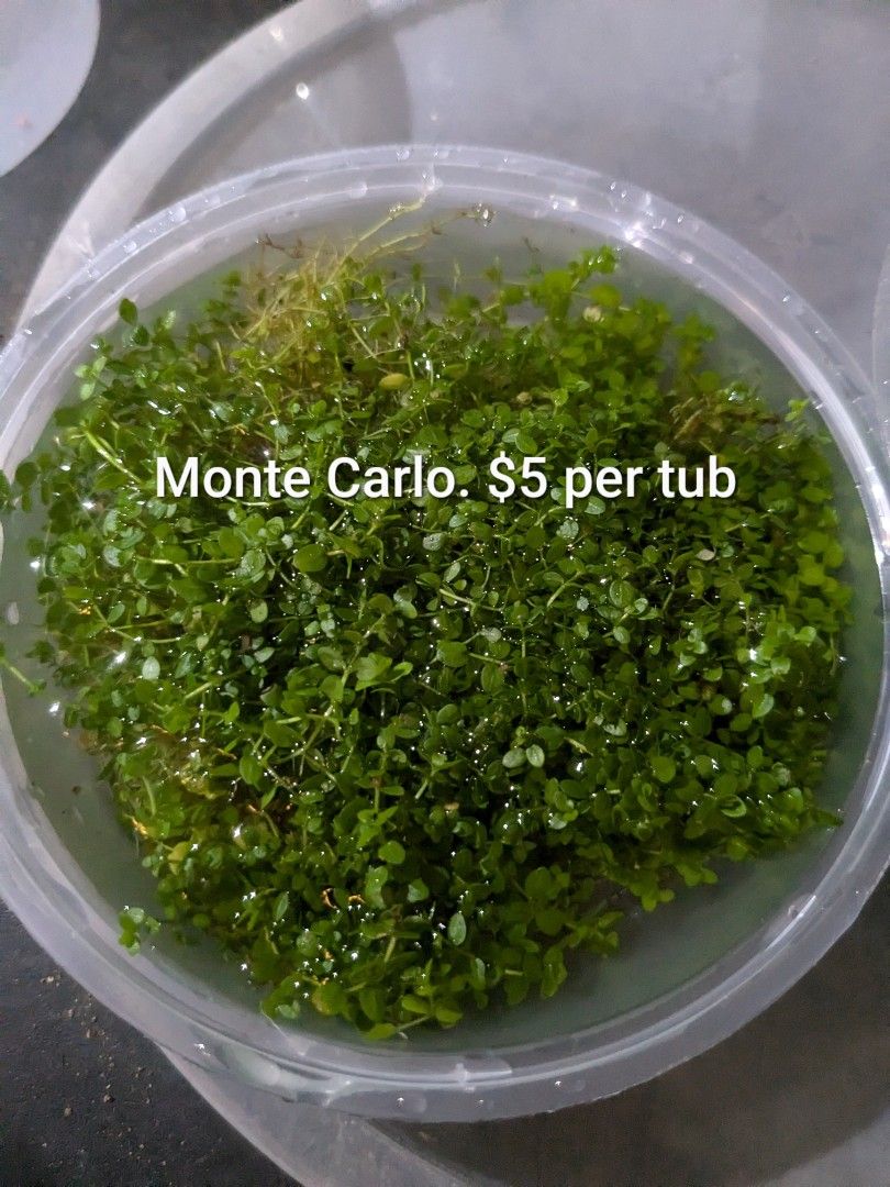 Assorted aquatic plants - Monte Carlo , Rotala indica , water hyacinth ...