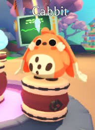 “Cabbit” For Sale | Carousell Malaysia