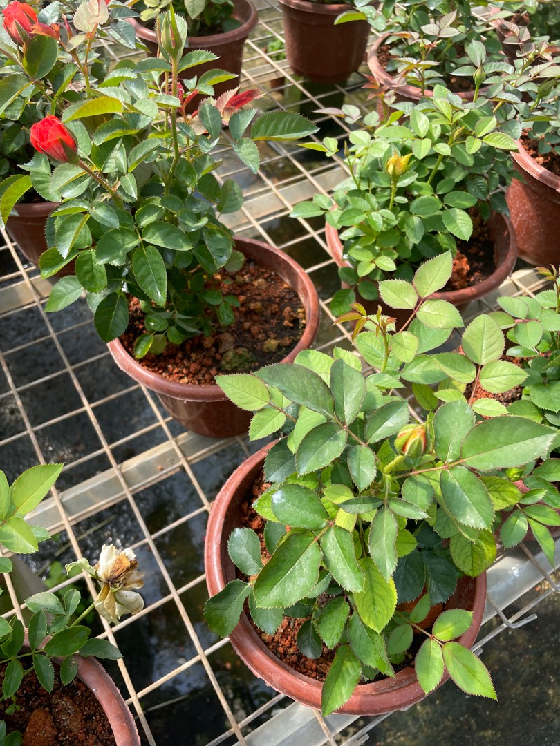 Local rose, Furniture & Home Living, Gardening, Plants & Seeds on Carousell