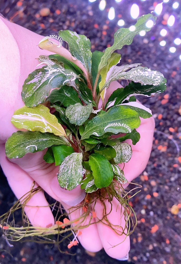 Bucephalandra MARBLE RARE aquatic plant, Furniture & Home Living ...