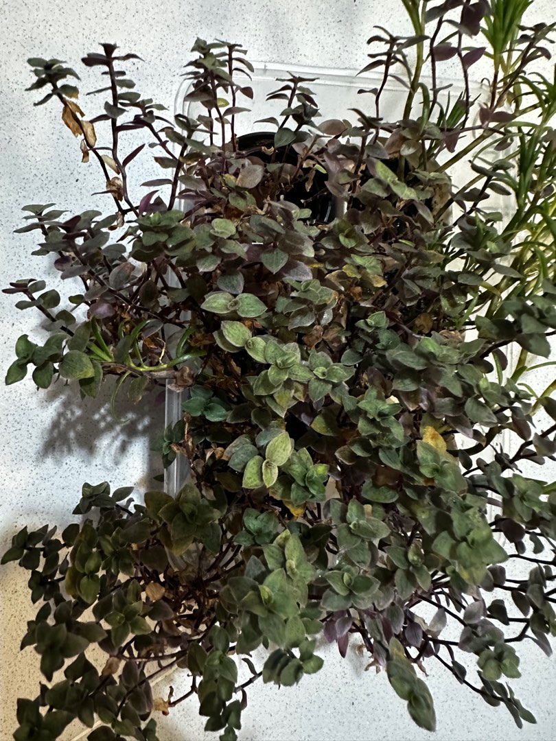 Callisia repens, Furniture & Home Living, Gardening, Plants & Seeds on ...