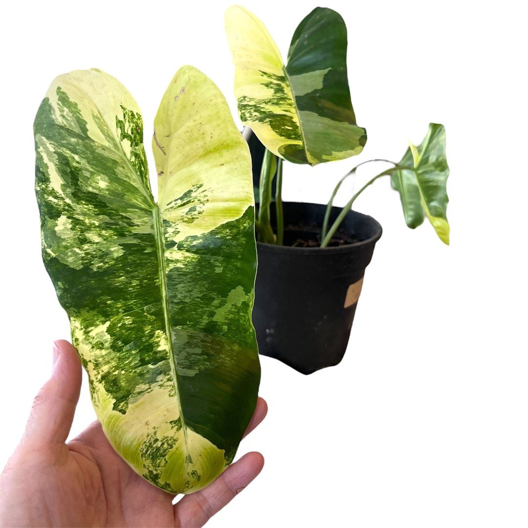 {10% Off and 2 Plant Listings} Philodendron Burle Max Variegated ...