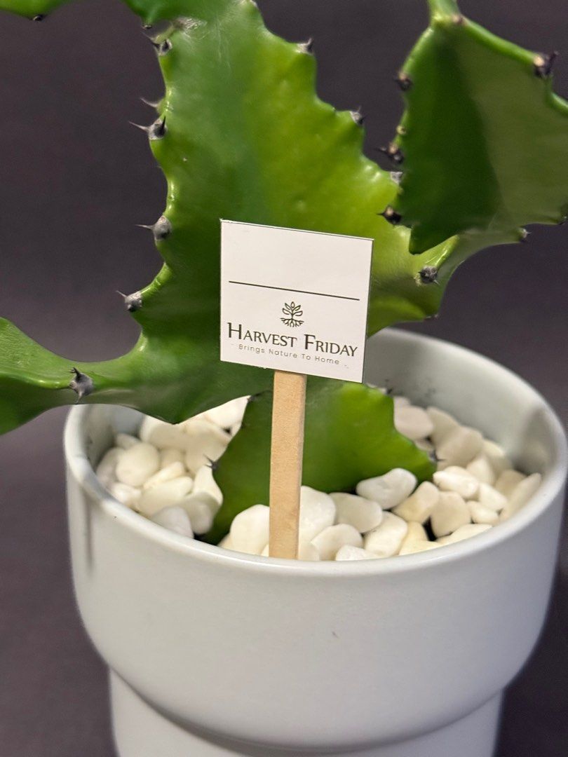 Pokok Cactus Tree Plant, Furniture & Home Living, Home Decor, Vases ...