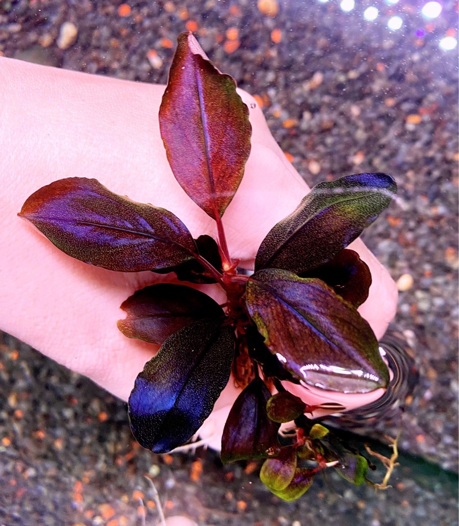 Red Cherry Bucephalandra aquatic plant, Furniture & Home Living, Gardening, Plants & Seeds on ...