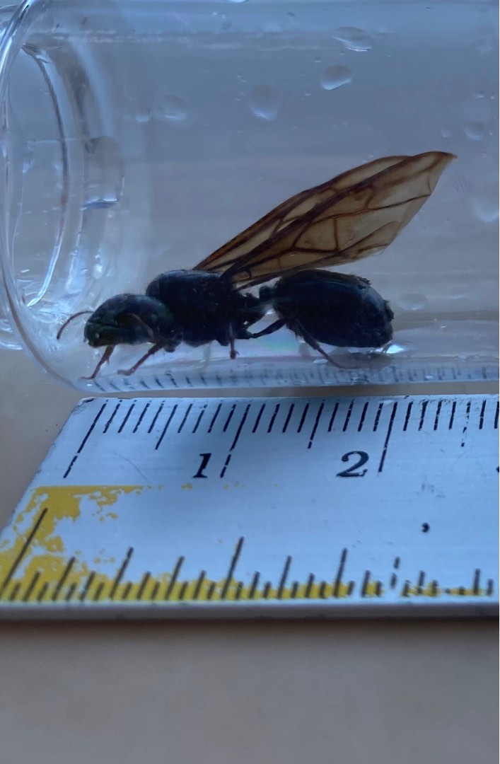 20mm Marauder queen ant (Carebara diversa), Hobbies & Toys, Memorabilia ...