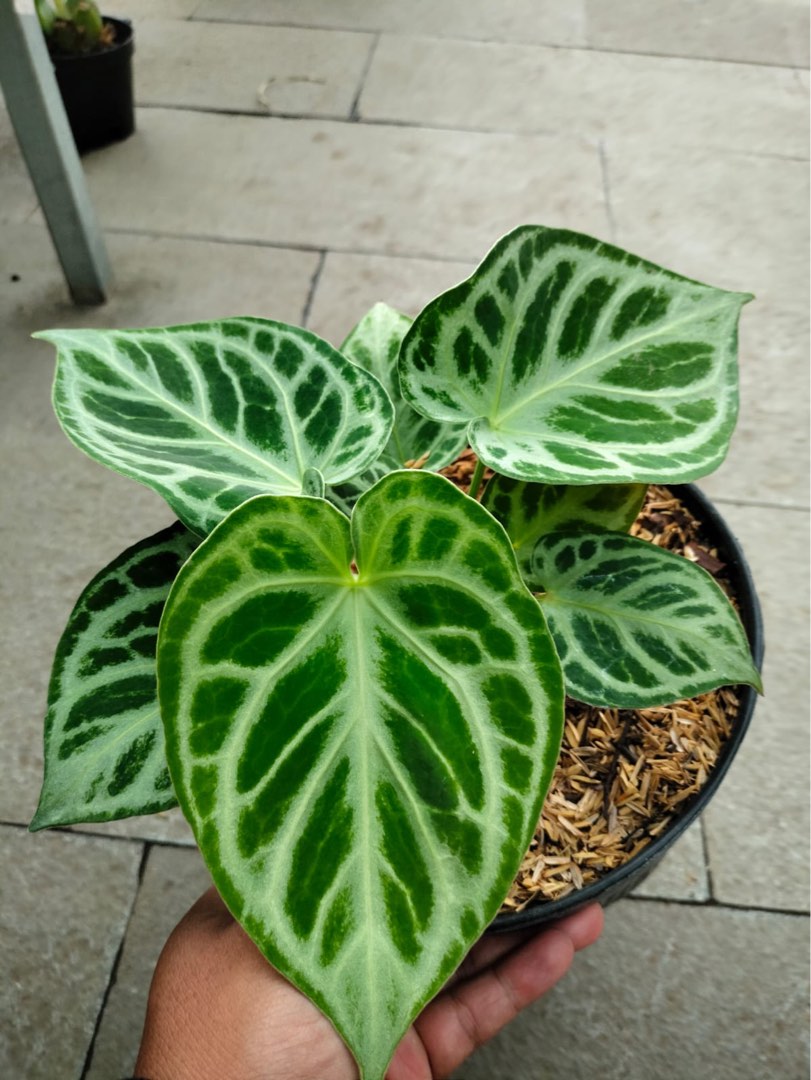 Anthurium Silver Chrome, Furniture & Home Living, Gardening, Plants ...