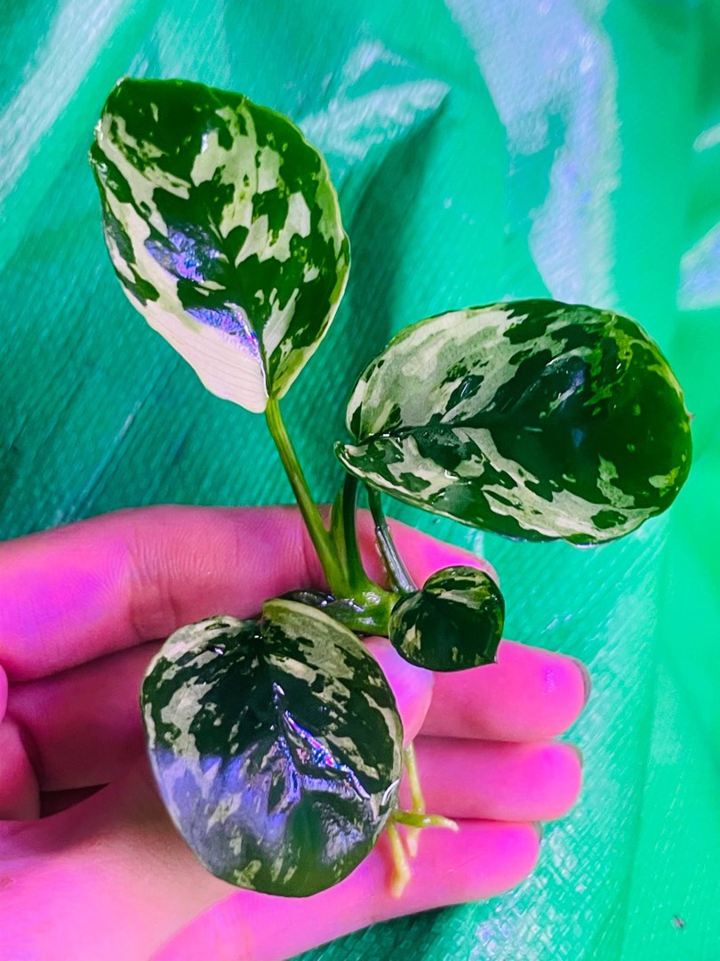 Anubias Varigate King aquatic plant, Furniture & Home Living, Gardening ...