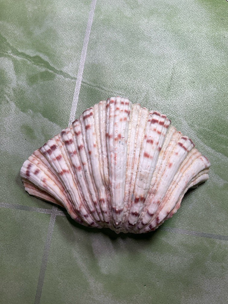 Large bear paw clam sea shell specimen seashell display collection ...