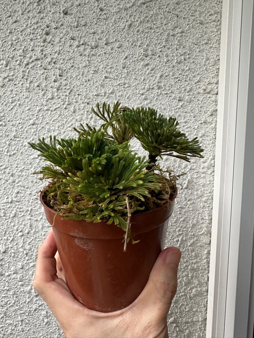 Selaginella pulvinata moss tree, Furniture & Home Living, Gardening ...