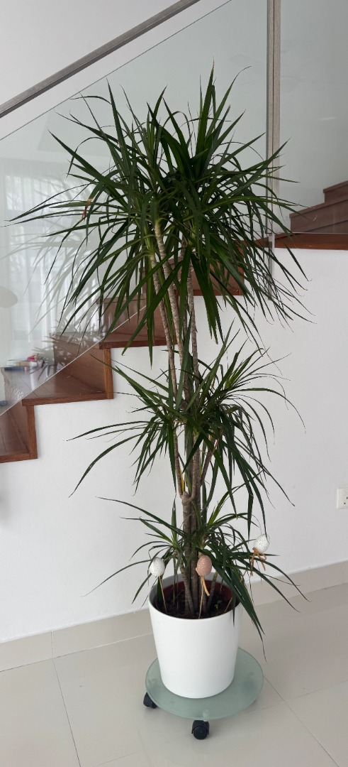 Tall Dracaena Marginata (Dragon Tree) Indoor Plant in White Pot ...