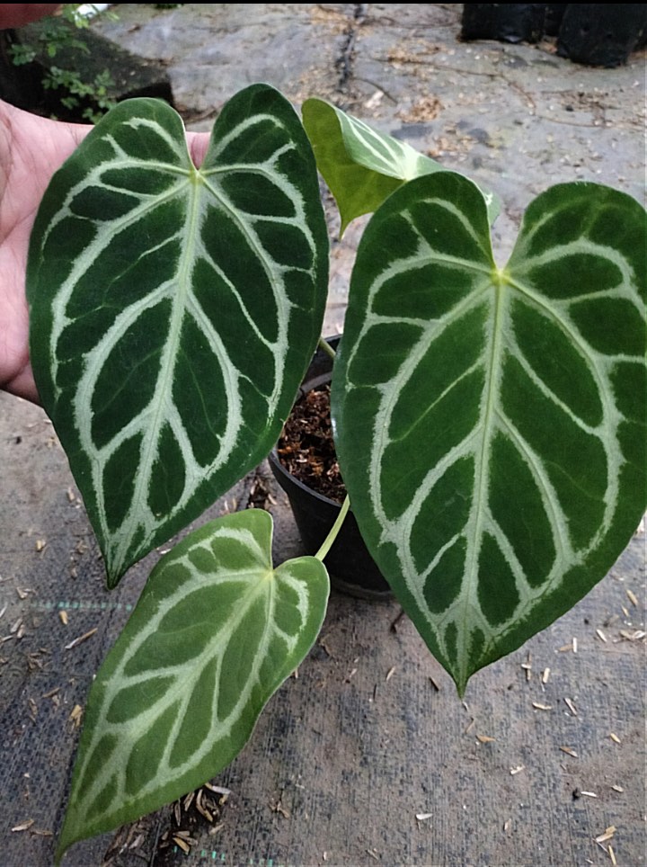 Anthurium Magnificum x Silver Chrome, Furniture & Home Living ...