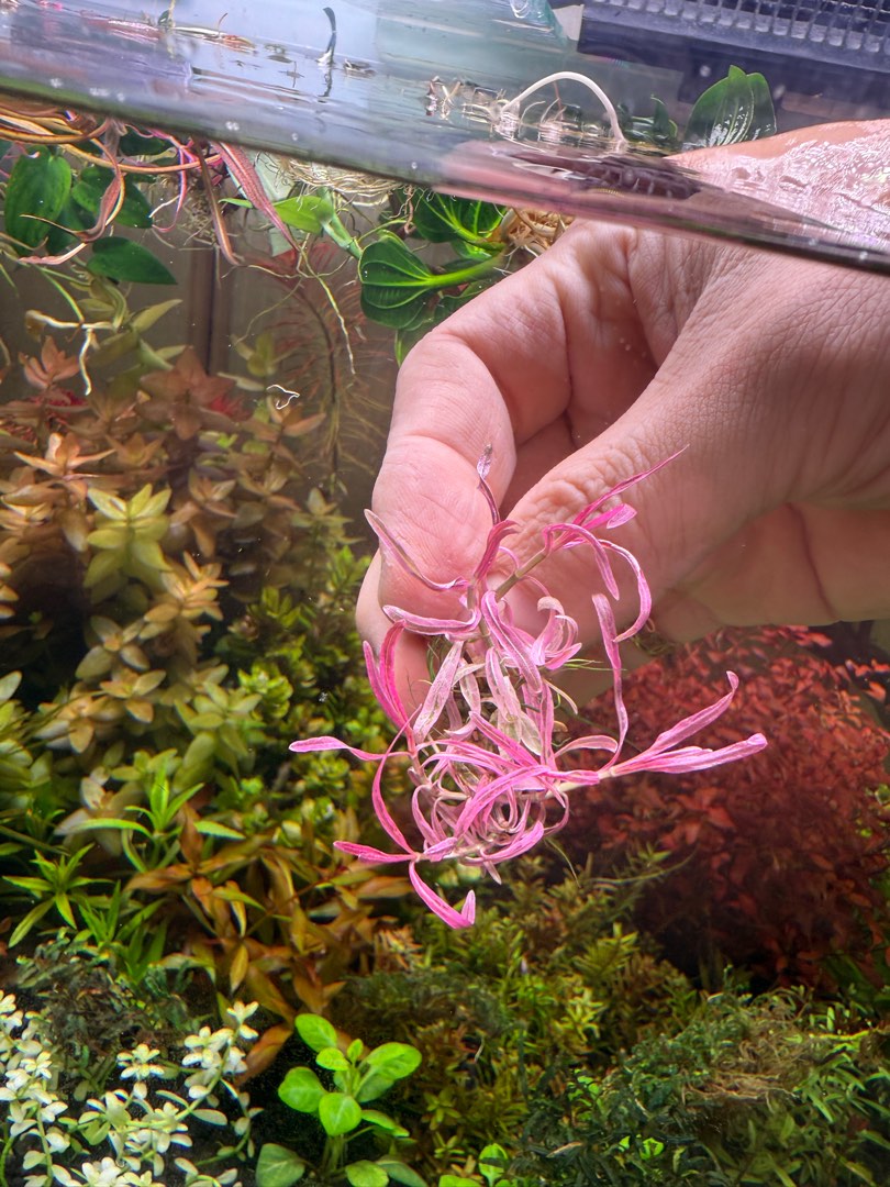Big clump of Hygrophila Sp Chai submersed aquatic plant, Furniture ...