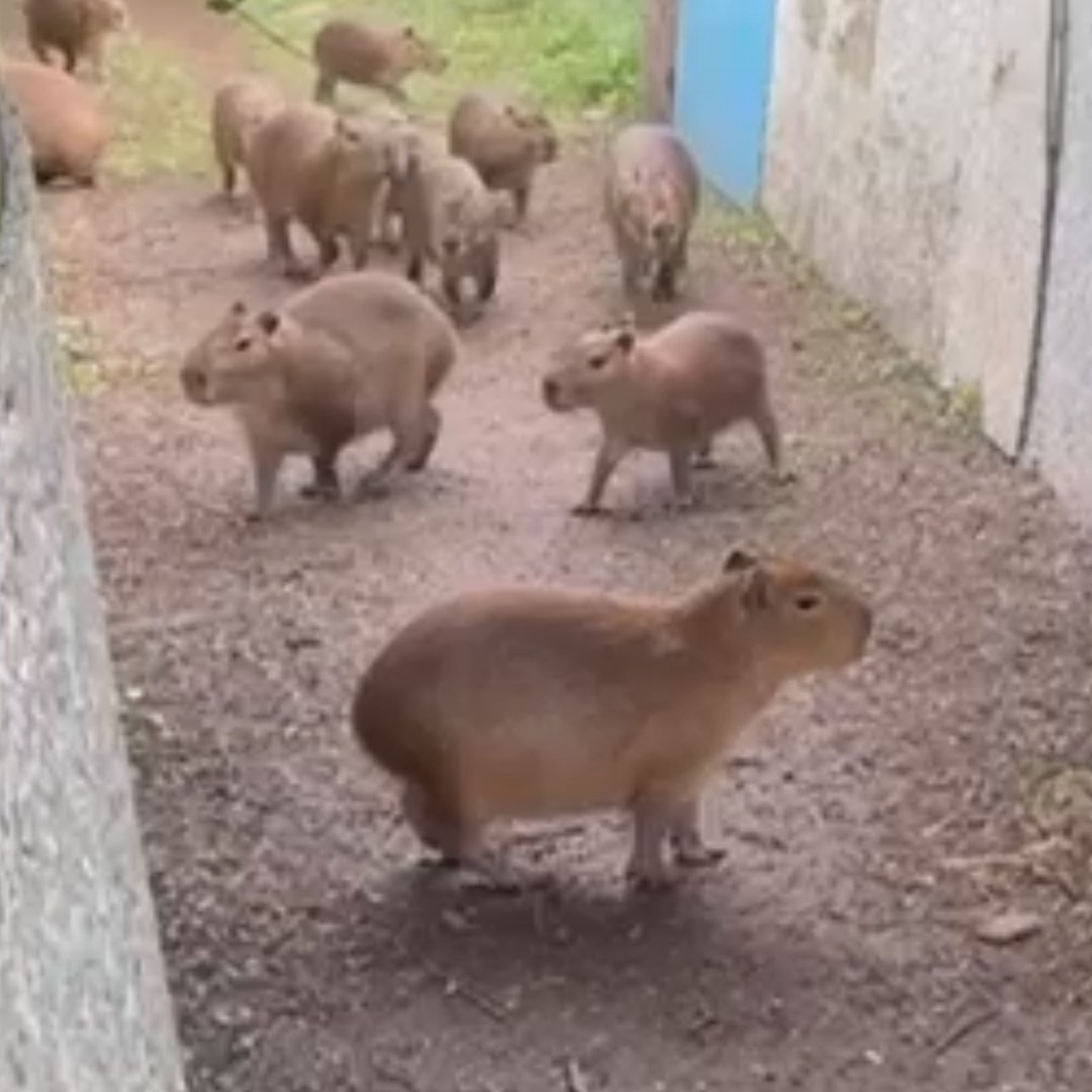 Capybara peru, Perlengkapan Hewan, Aksesoris Hewan di Carousell