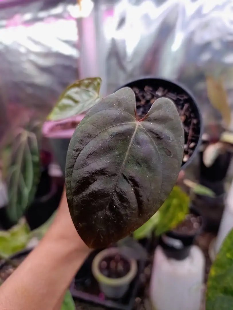 Anthurium Goliath x RVDP, Furniture & Home Living, Gardening, Plants ...