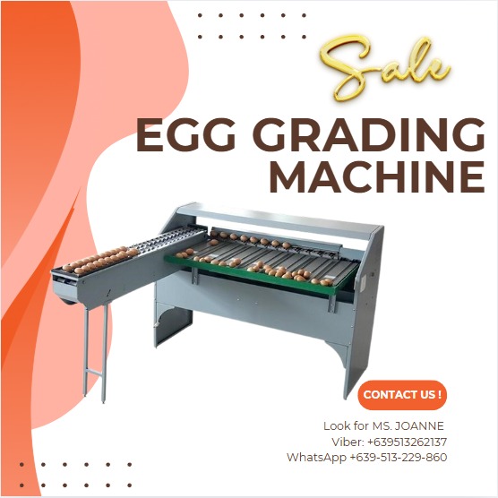 Egg Sorting Machine for Egg Grading, Everything Else, Others on Carousell