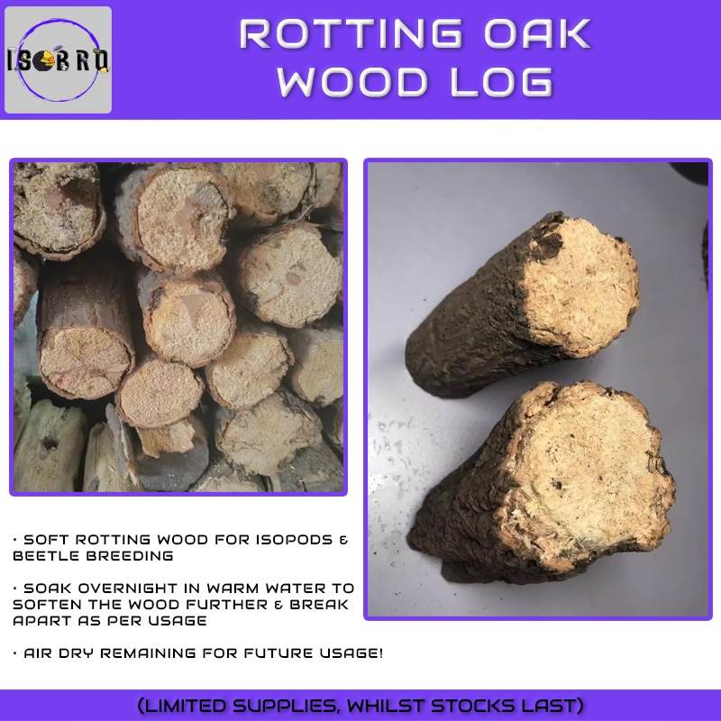 Rotting Oak Wood Log — (10cm x 7cm Ø - For Isopod / Reptile / Small ...