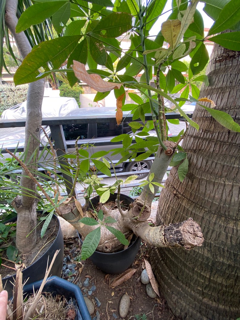 5ft Variegated Money Tree (reverted in a section) with HUGE fat base ...