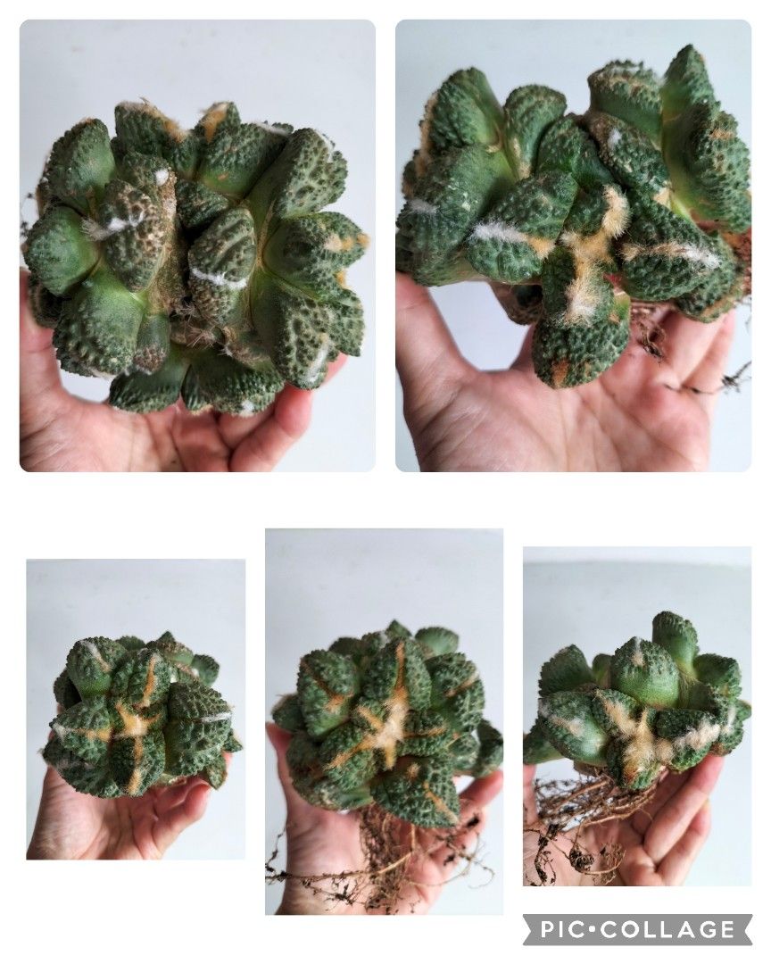 1) Ariocarpus Fissuratus subsp. Lloydii, 2)Jatropha berlandieri, 3 ...