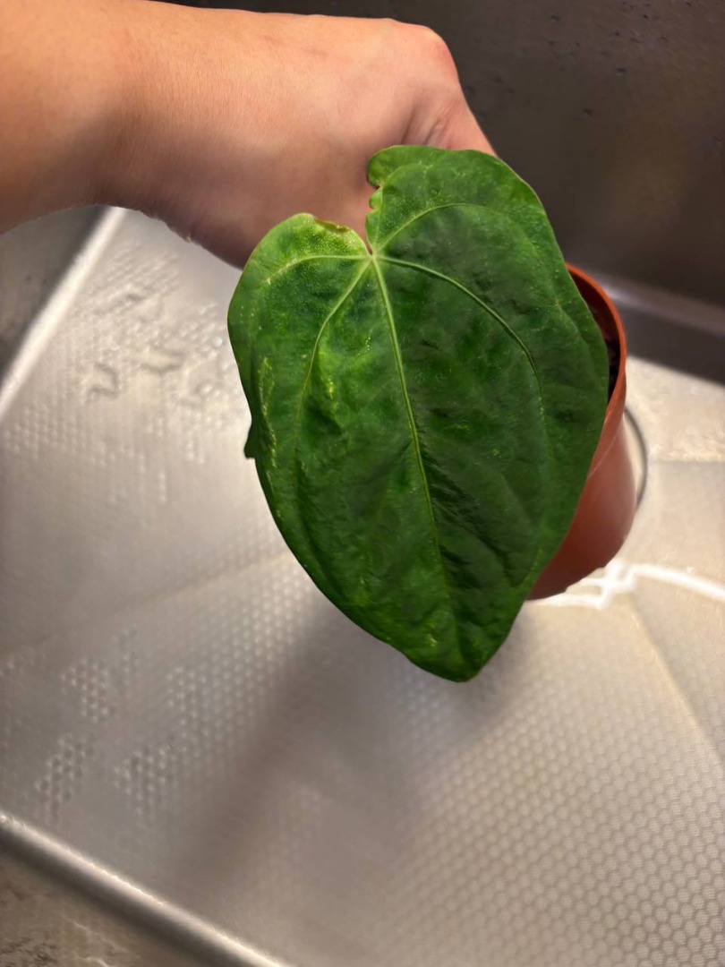 Anthurium Goliath (Darkest Panama), Furniture & Home Living, Gardening ...