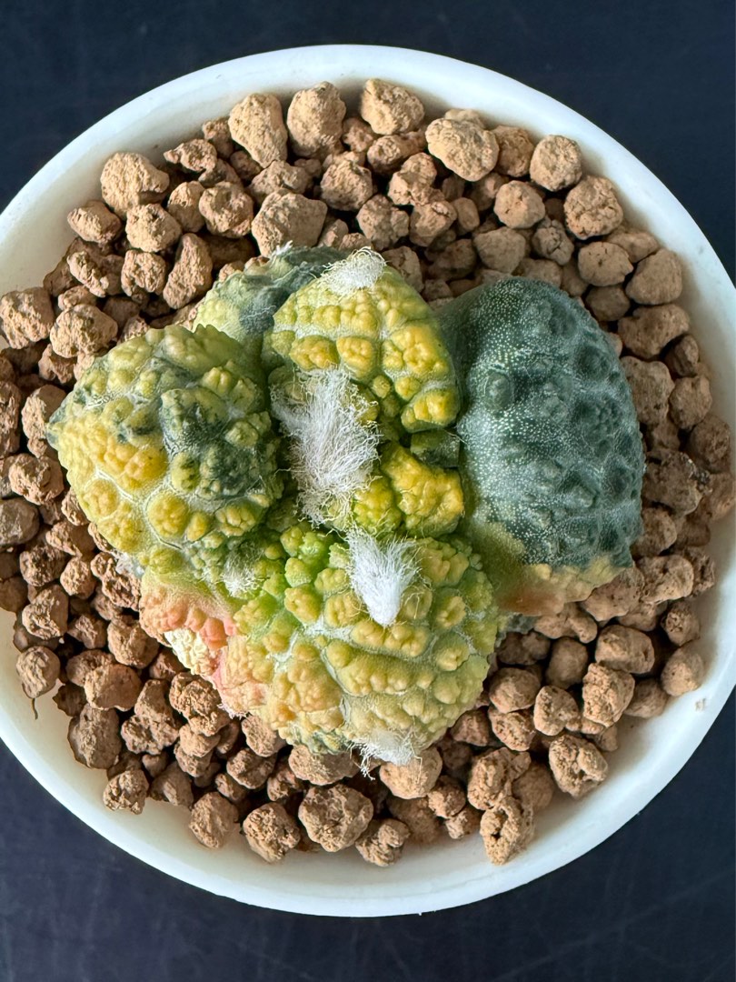 Ariocarpus Godzilla Variegated (Pereskiopsis Graft) Cactus Succulent ...