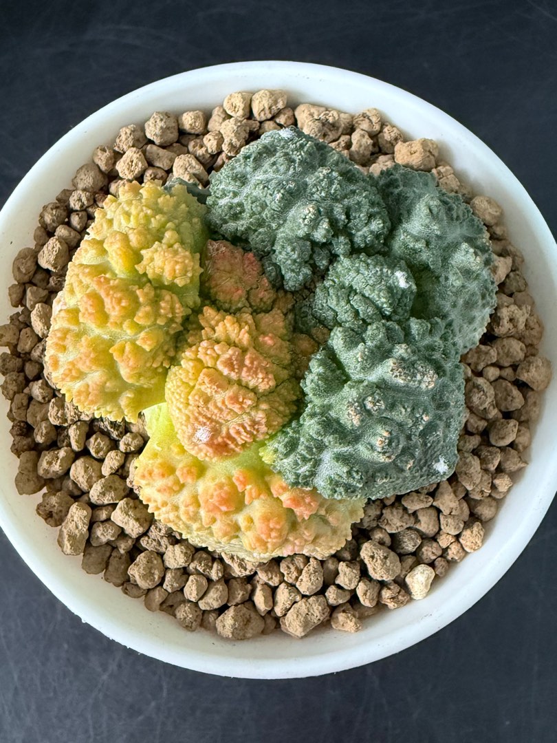 Ariocarpus Godzilla Variegated (Pereskiopsis Graft), Furniture & Home ...