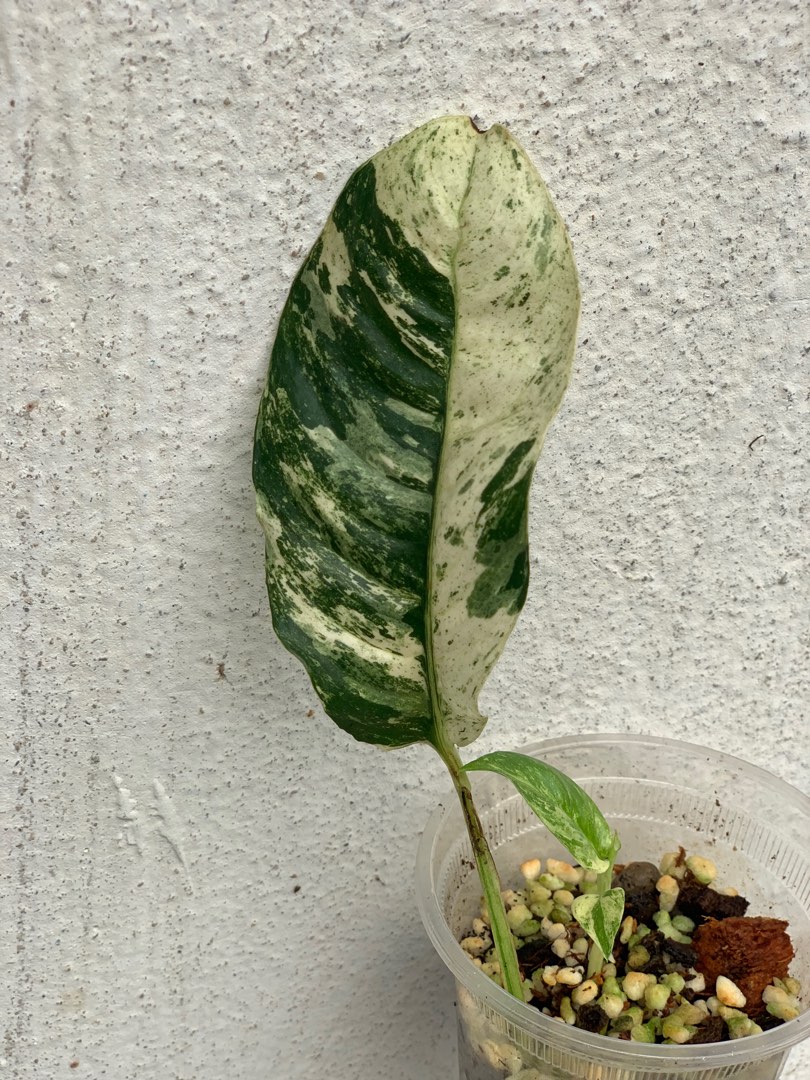 Raphidophora Puberula Variegated, Furniture & Home Living, Gardening ...