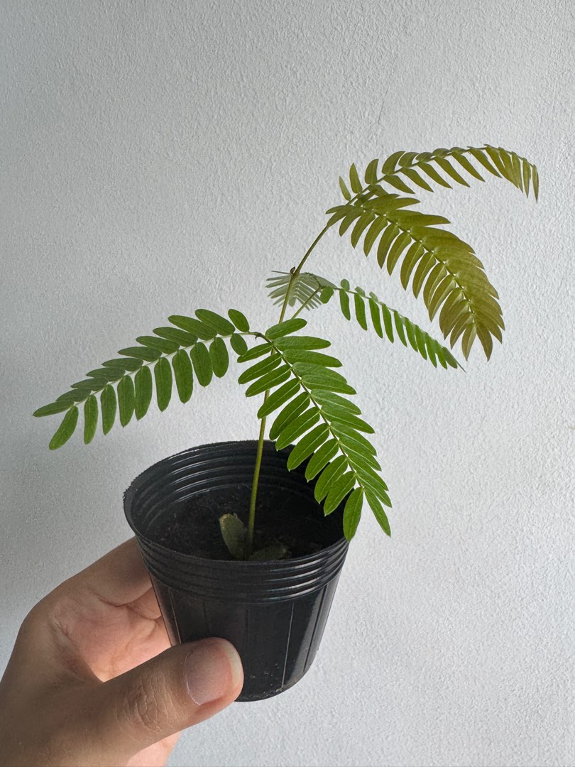 Japanese Everfresh Tree, Furniture & Home Living, Gardening, Plants ...