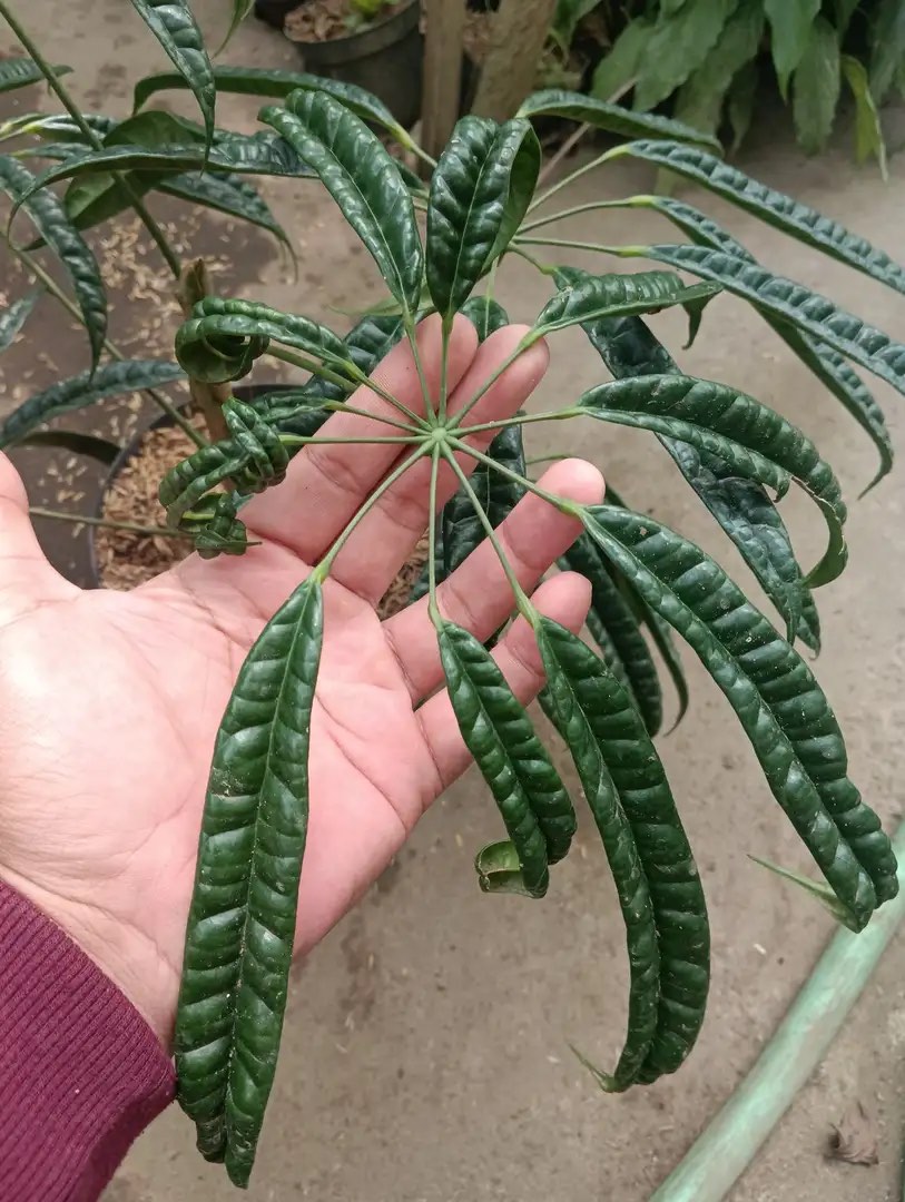 Schefflera Albido Bracteata, Furniture & Home Living, Gardening, Plants ...