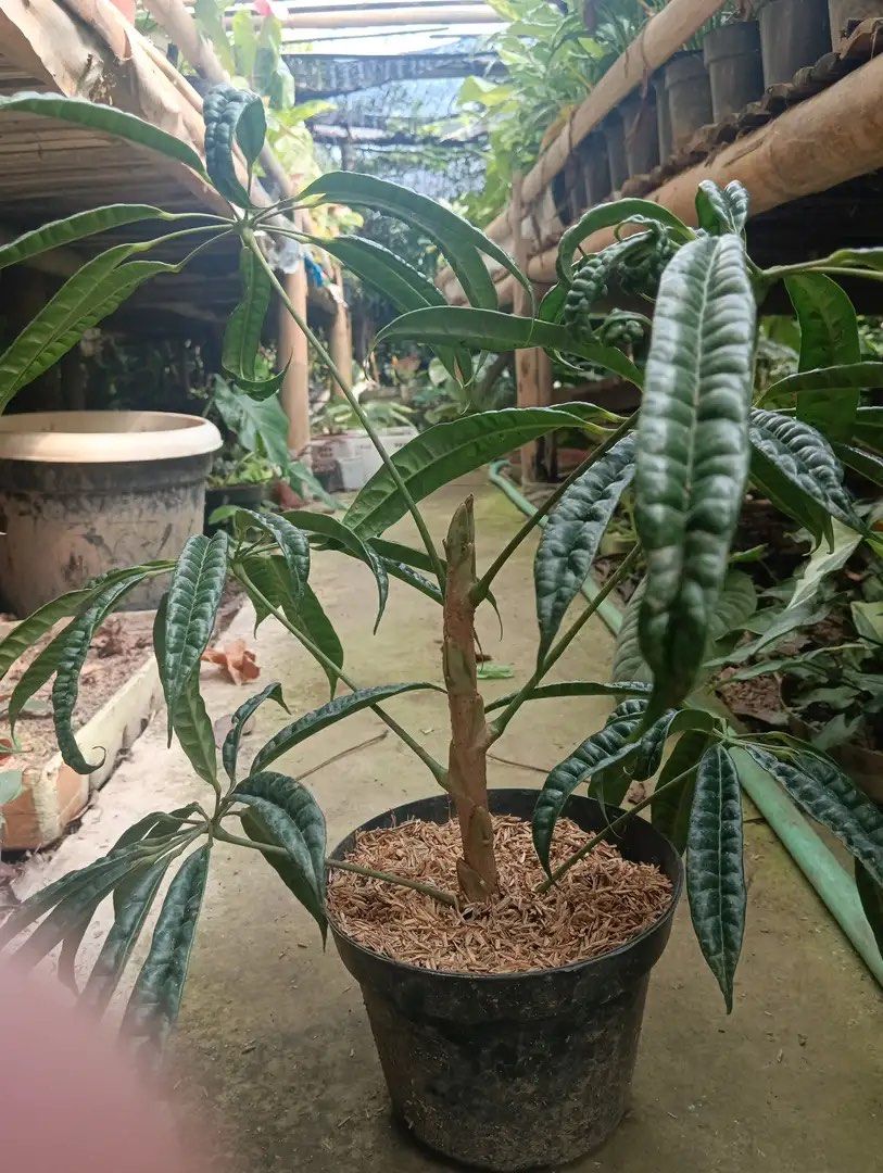 Schefflera Albido Bracteata, Furniture & Home Living, Gardening, Plants ...