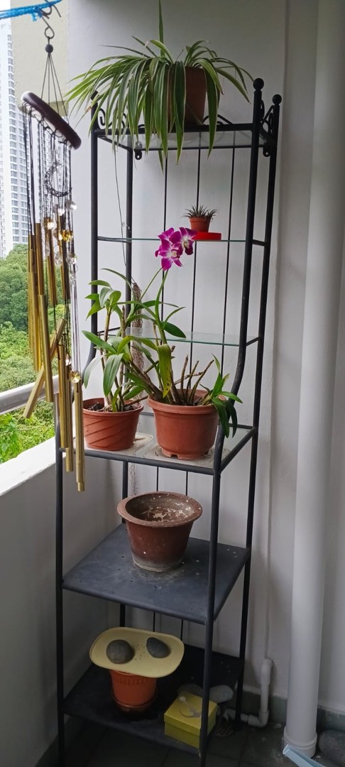 Multiple items-orchids, spider plant, air plant, clay pot, plant rack ...