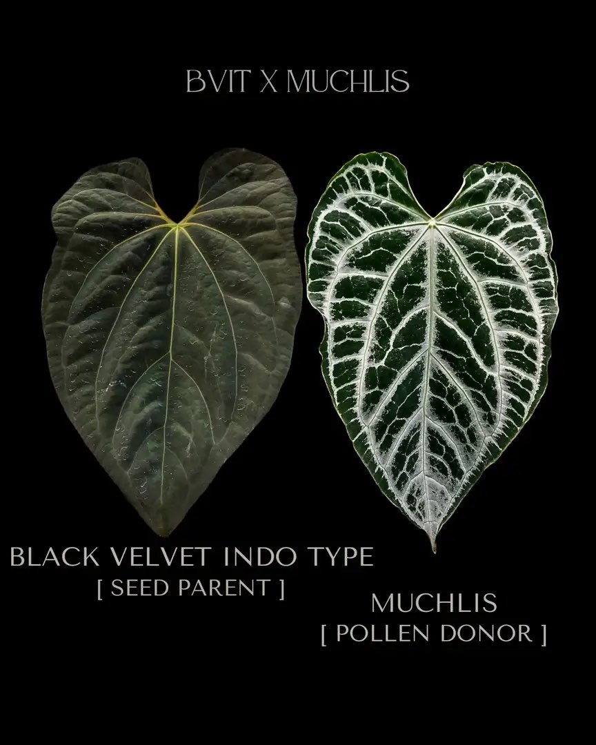 Anthurium BVIT x Muchlis, Furniture & Home Living, Gardening, Plants ...