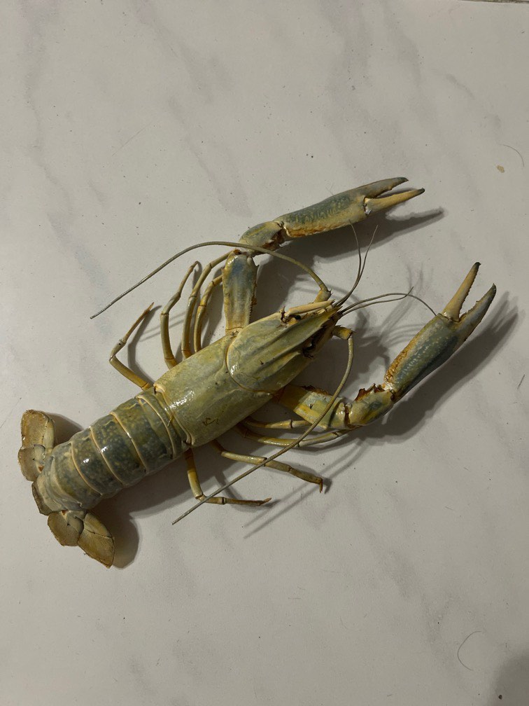 Real taxidermy crayfish lobster specimen, Hobbies & Toys, Memorabilia ...