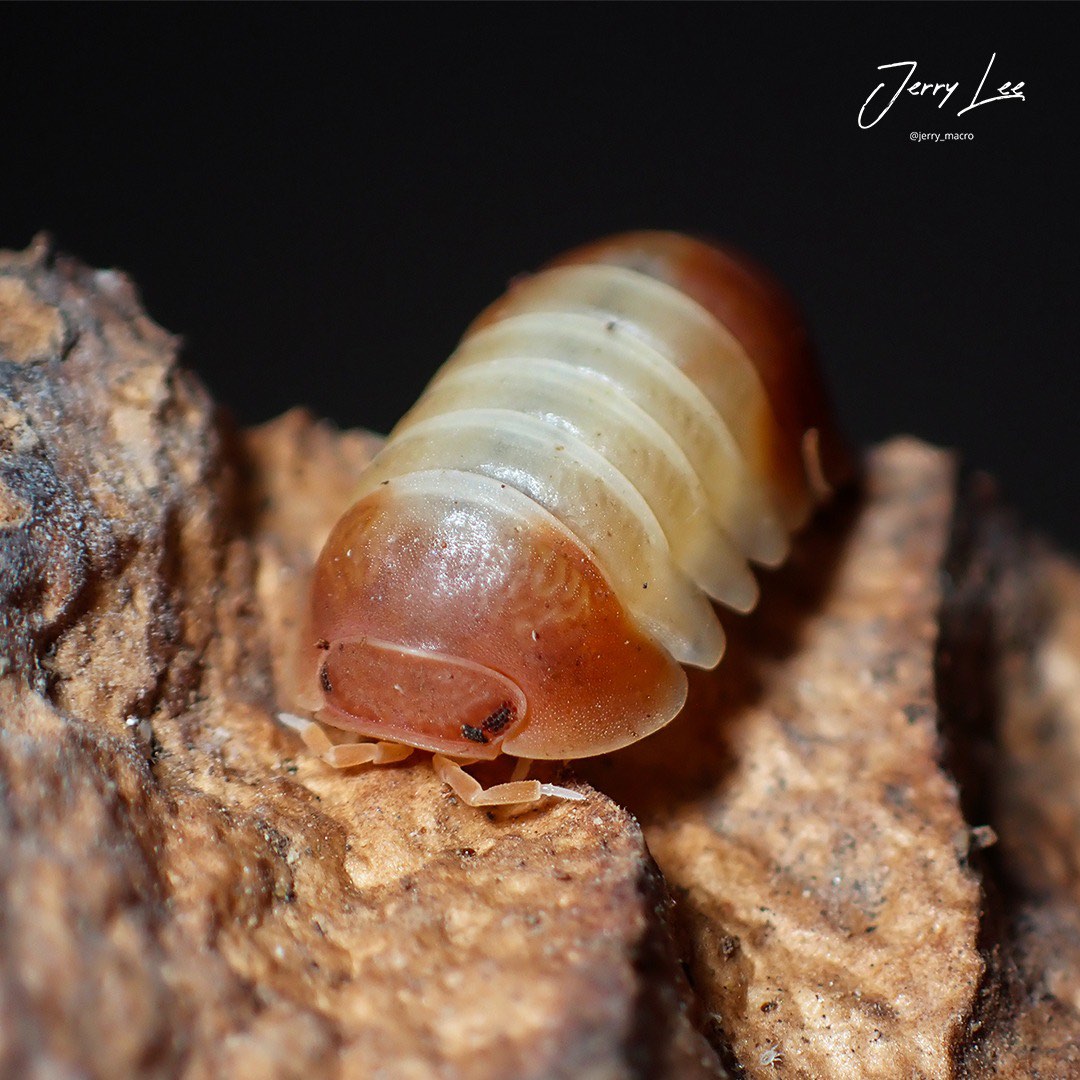 Red Panda Isopods for sale!, Pet Supplies, Pet Food on Carousell