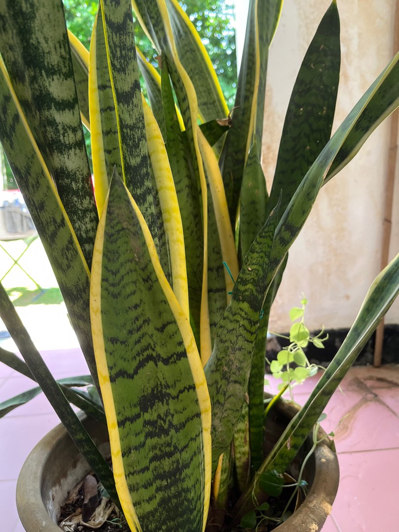 Tall Snake plant in large garden pot., Furniture & Home Living ...