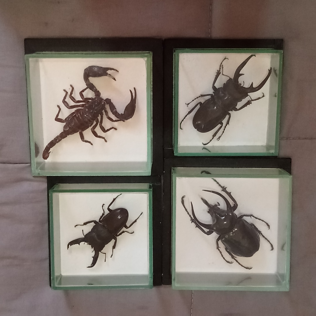 Taxidermined Beetles and Scorpion Display Collection, Hobbies & Toys ...