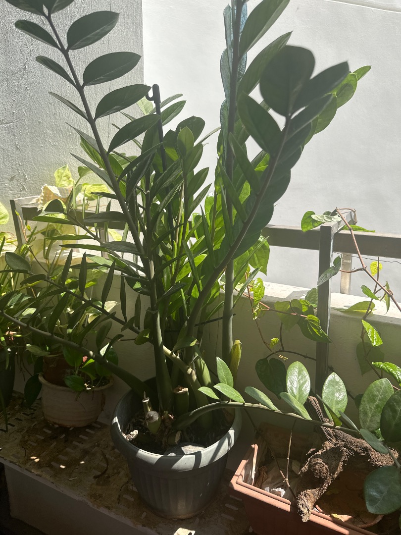 ZZ plant aka Emerald Plant, Furniture & Home Living, Gardening, Plants ...