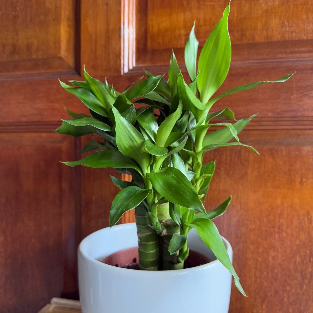 Pokok plants indoor A, Furniture & Home Living, Gardening, Plants ...