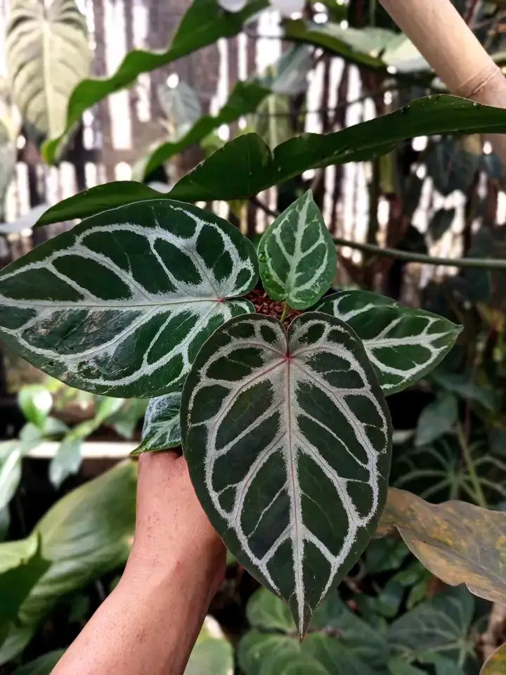 Anthurium Red Tiger, Furniture & Home Living, Gardening, Plants & Seeds ...