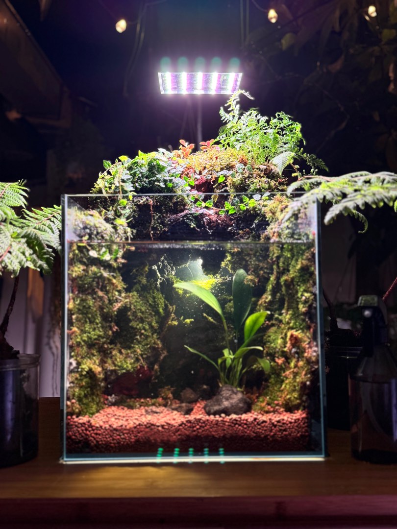 Moonbeam Lagoon |30cm cube | Paludarium | Terrarium | Aquarium | video ...