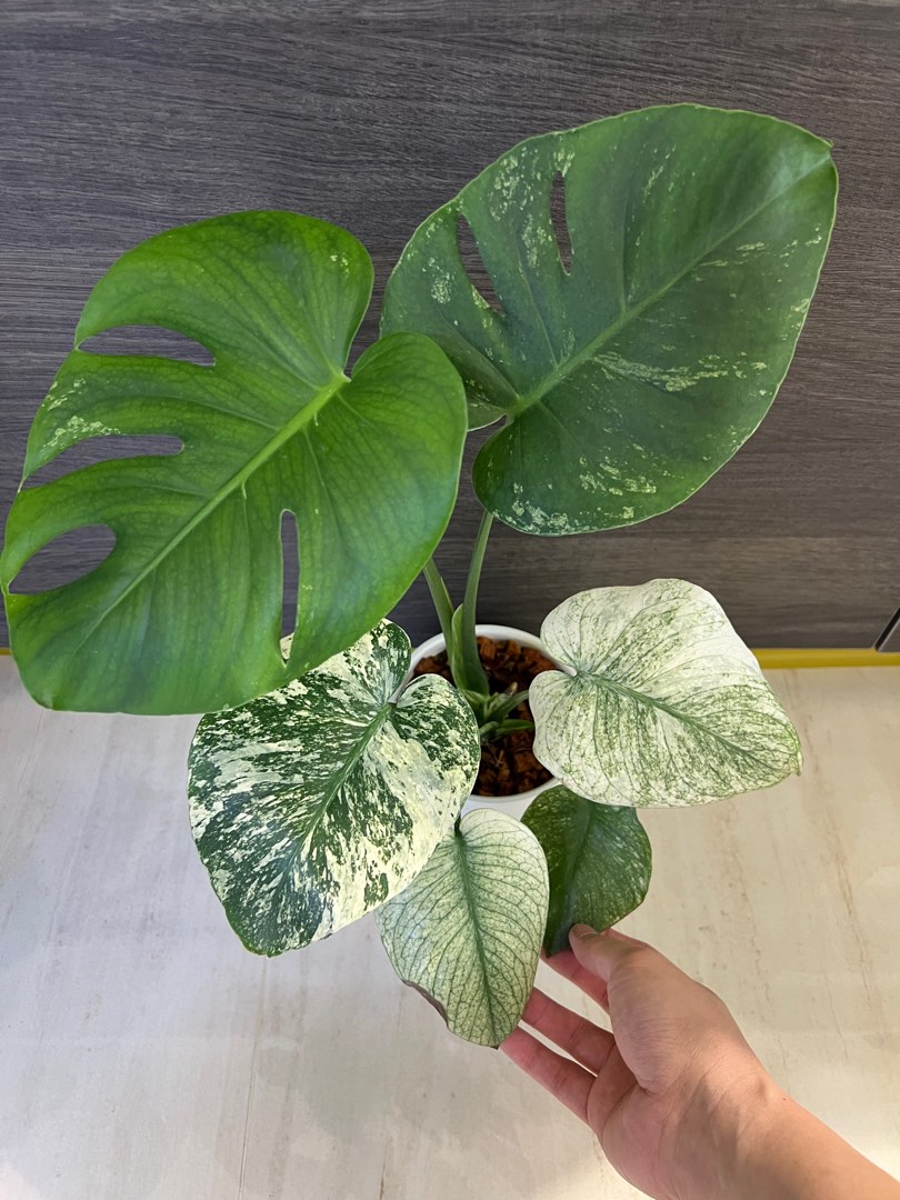 Monstera deliciosa white monster/ silver star variegated 1 leaf cutting ...