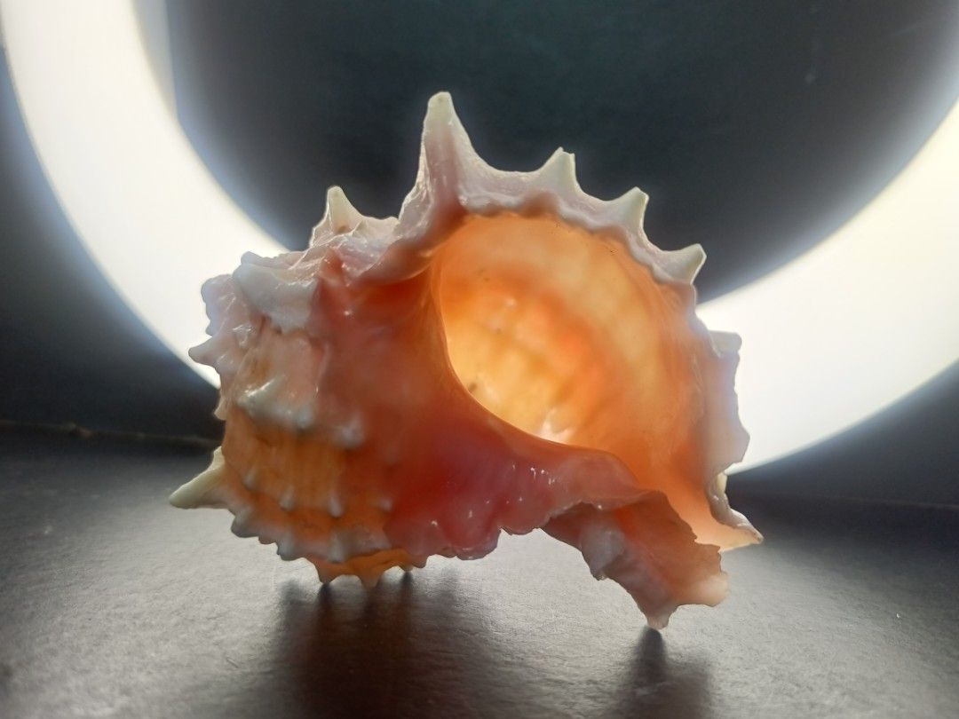 Rare Pacific Ocean Aquarium spiky pink murex conch seashell no, Pet ...