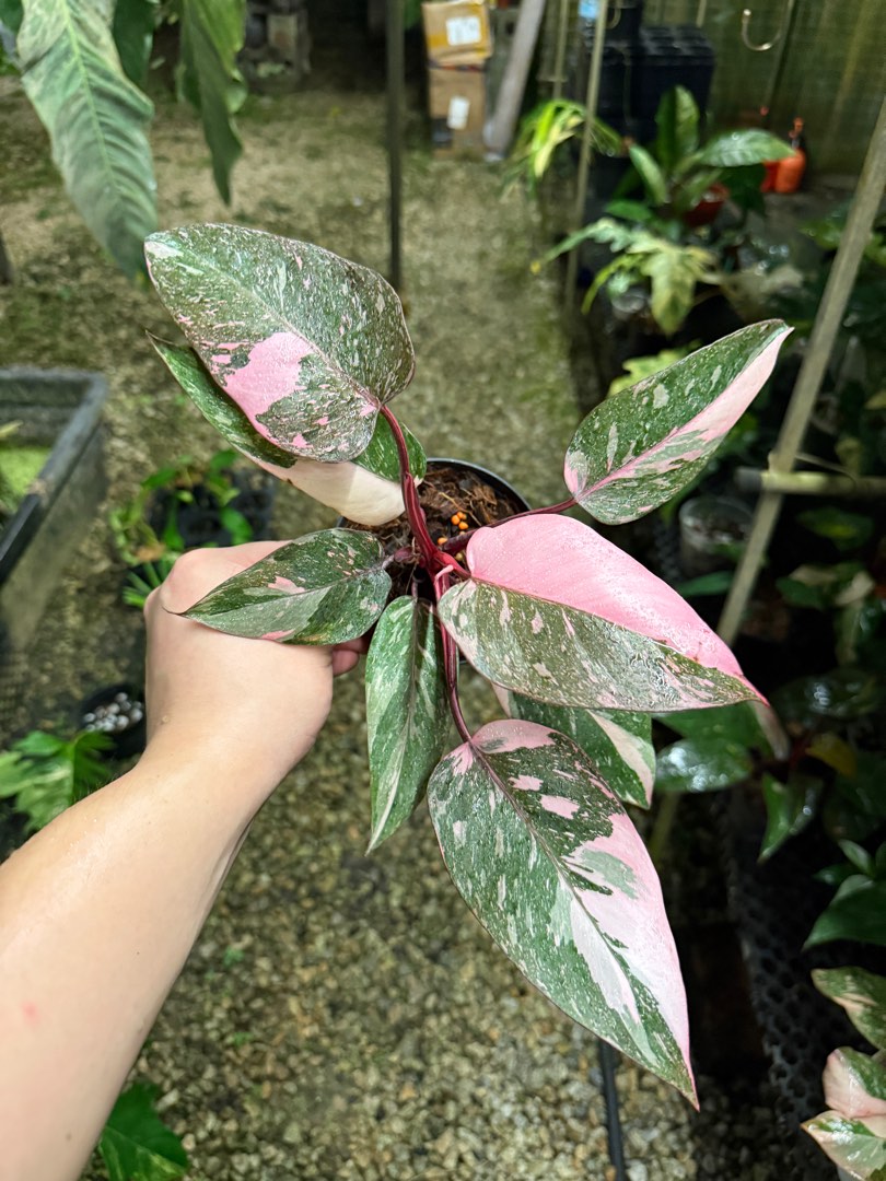 Philodendron Pink Princess Galaxy High Variegated, Furniture & Home ...
