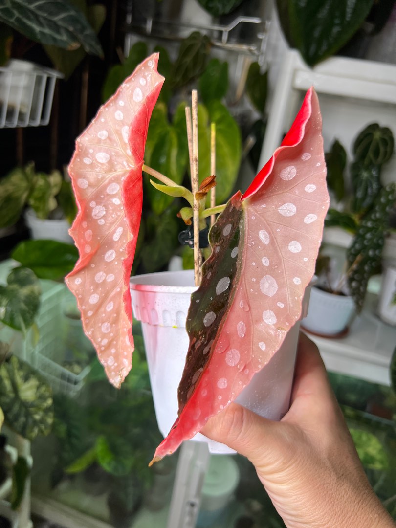 Begonia maculata pink var, Furniture & Home Living, Gardening, Plants ...