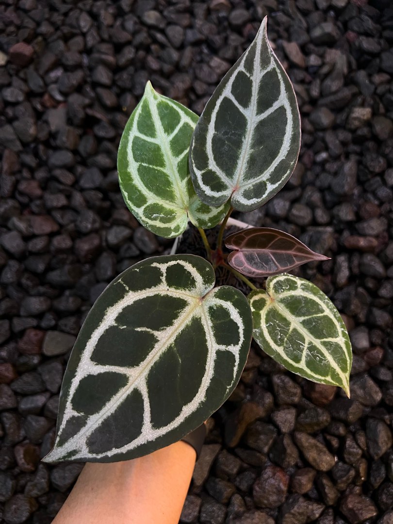 Anthurium Red Tiger, Furniture & Home Living, Gardening, Plants & Seeds ...