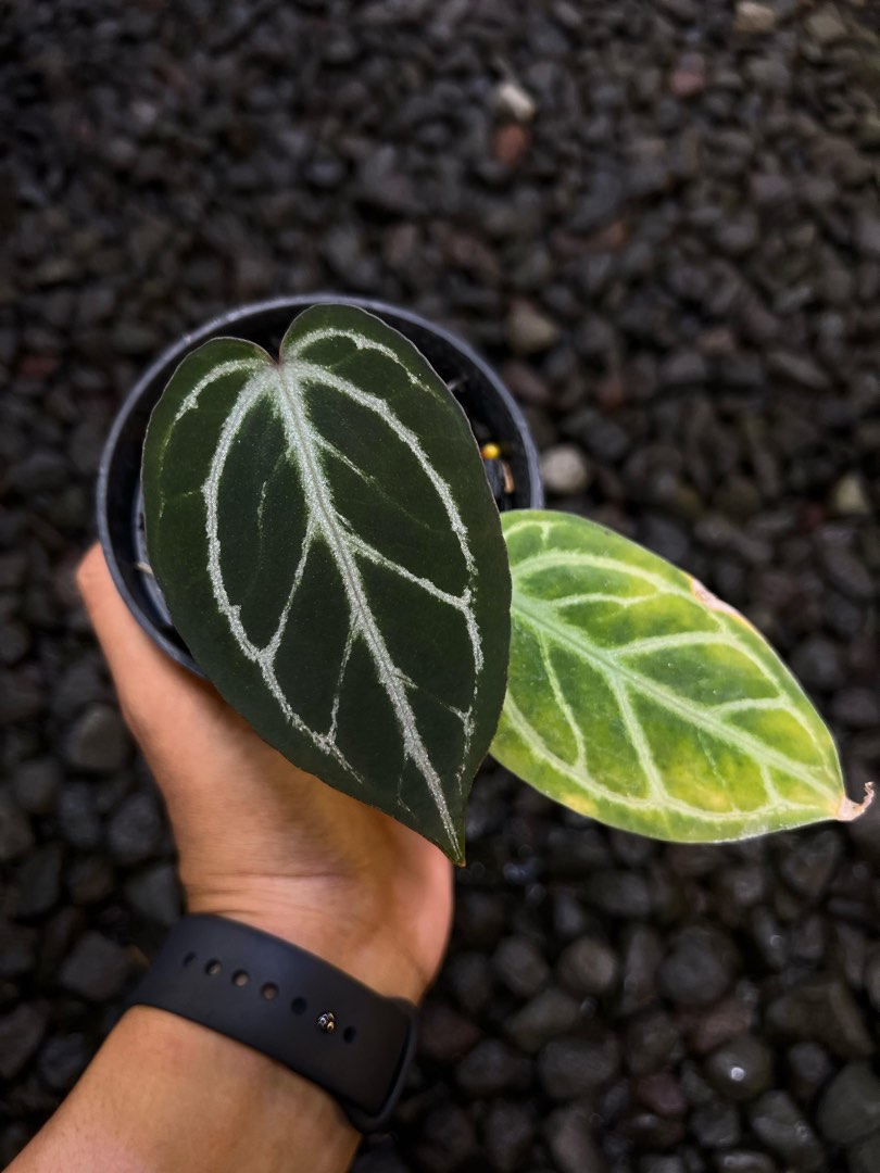 Anthurium Red Tiger, Furniture & Home Living, Gardening, Plants & Seeds ...