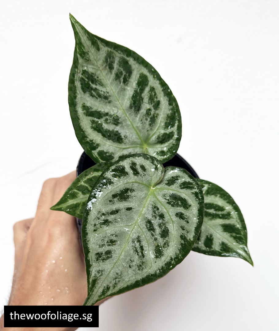 Anthurium Silver Chrome, Furniture & Home Living, Gardening, Plants ...