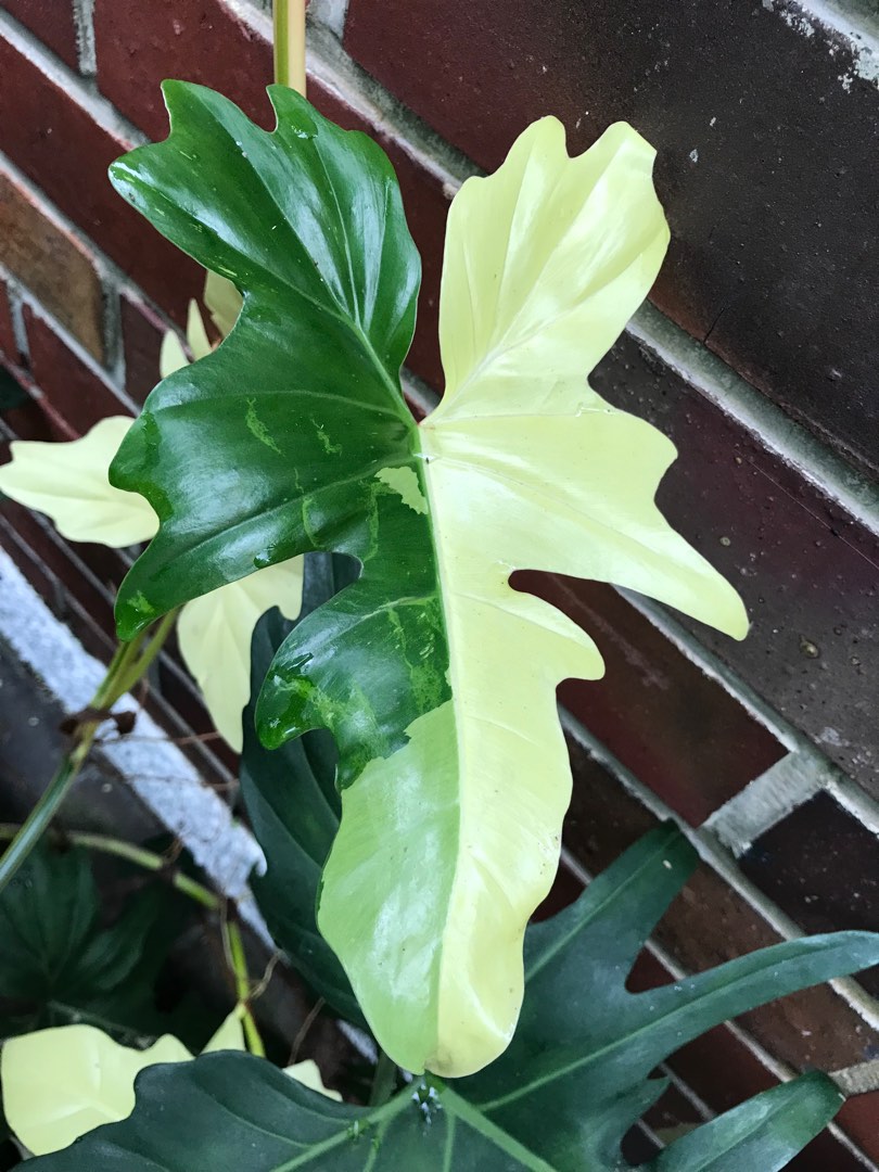 Philodendron golden dragon variegated, Furniture & Home Living ...